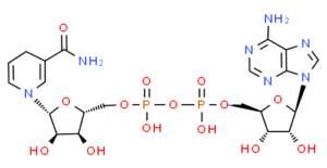 Nicotinamide Adenine Dinucleotide (NADH): Nootropic Benefits, Uses ...